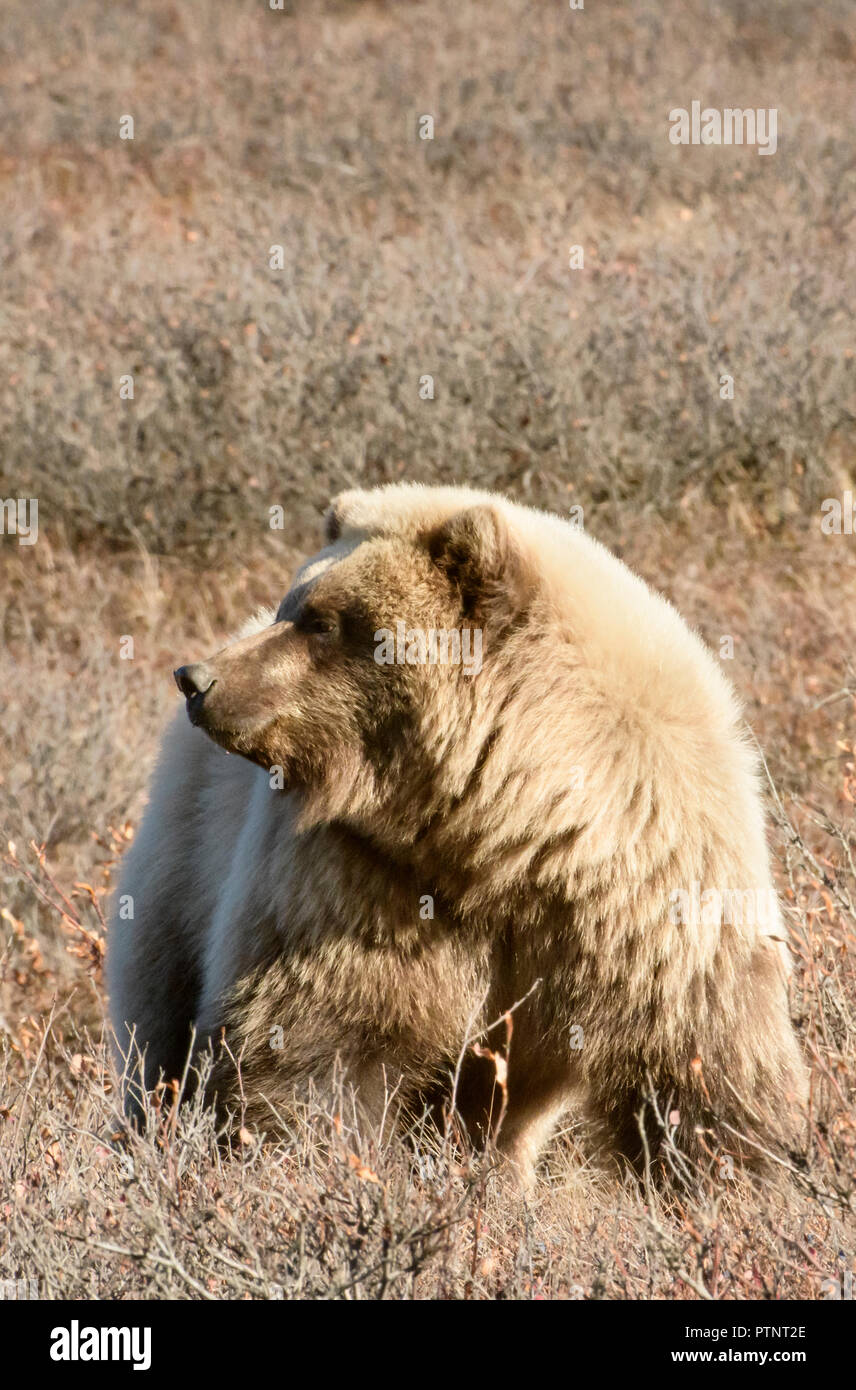 Grizzly Bear, Eating Blueberries, Autumn, Denali National Park, Alaska ...