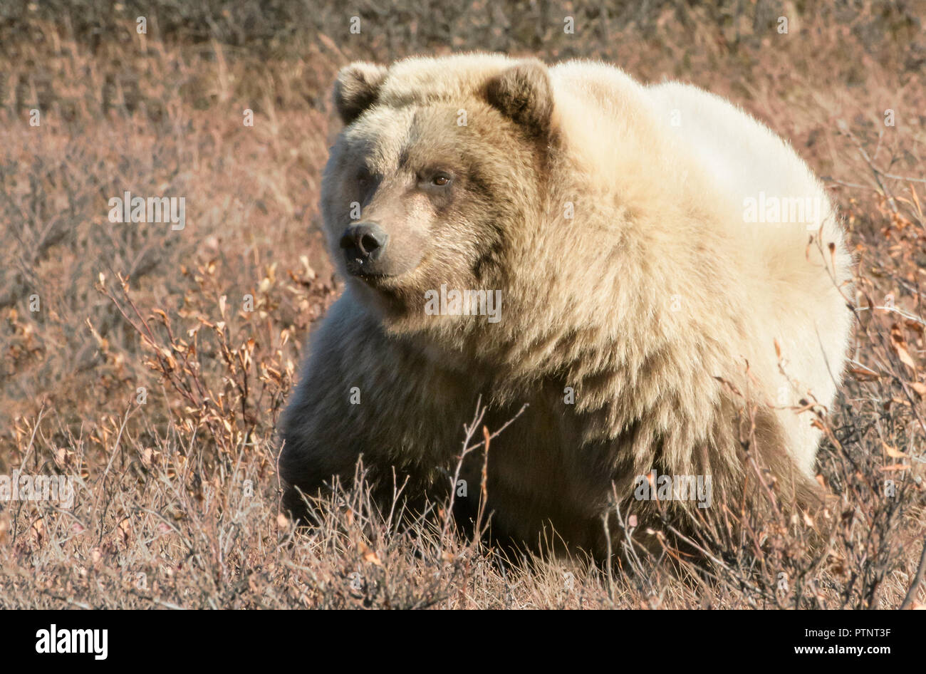 Grizzly Bear, Eating Blueberries, Autumn, Denali National Park, Alaska ...