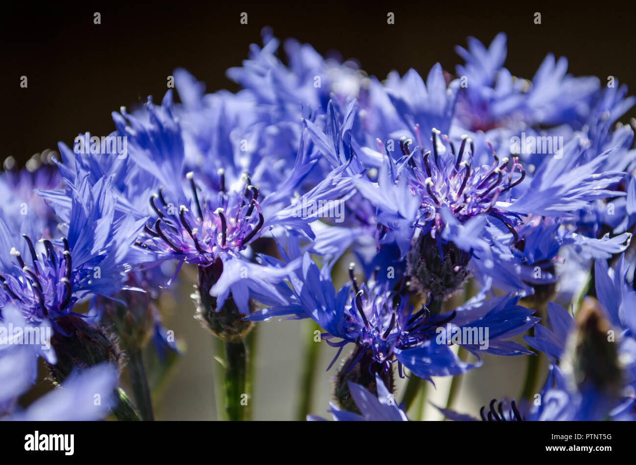 Blue Cornflower bouquet closeup in abstract background with place for ...