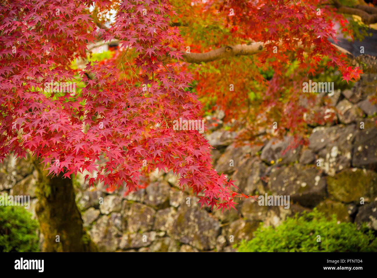 Momiji tree and its colorful leaves during autumn in Japan Stock Photo ...