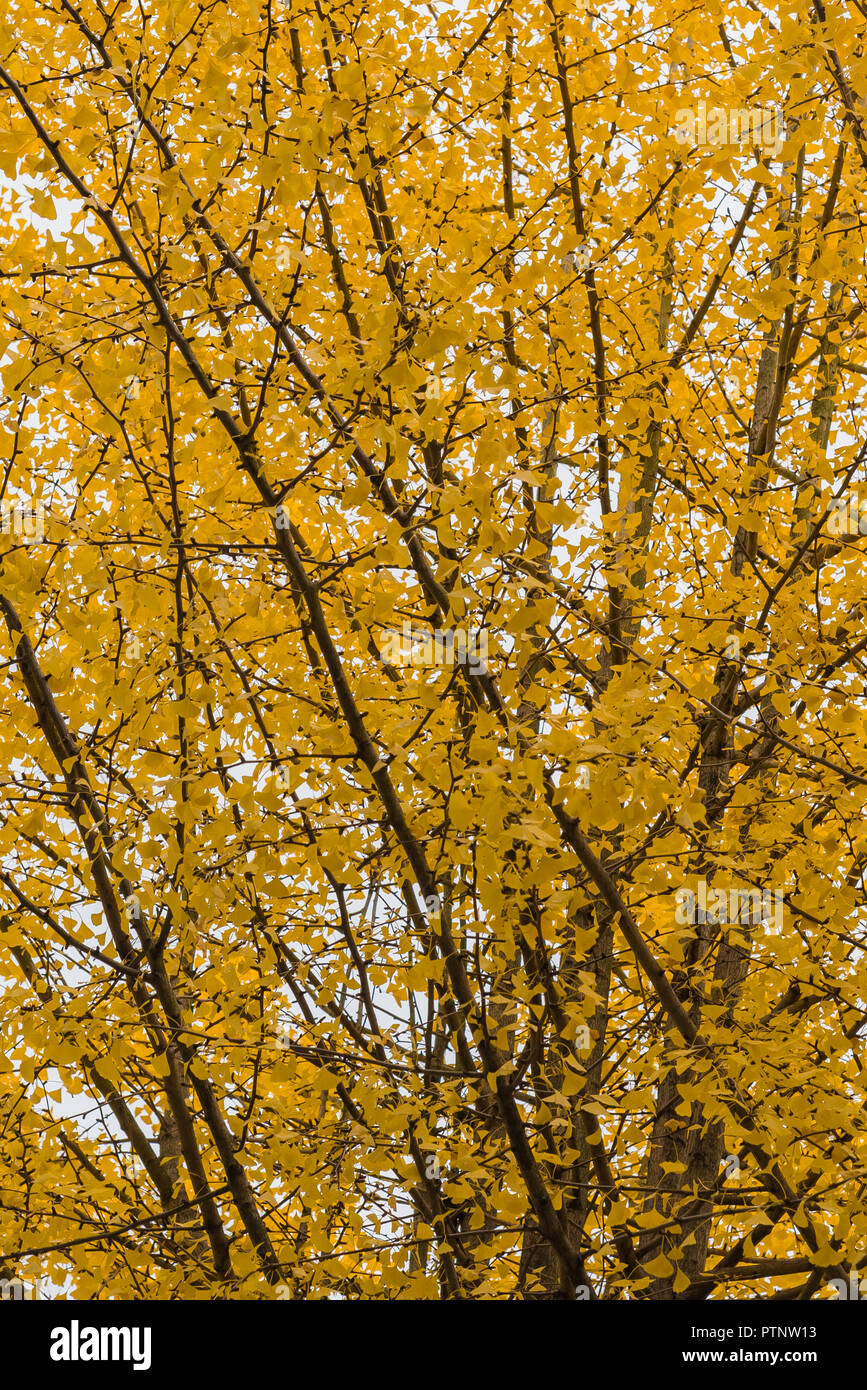 Gingko tree and its colorful leaves during autumn in Japan Stock Photo ...