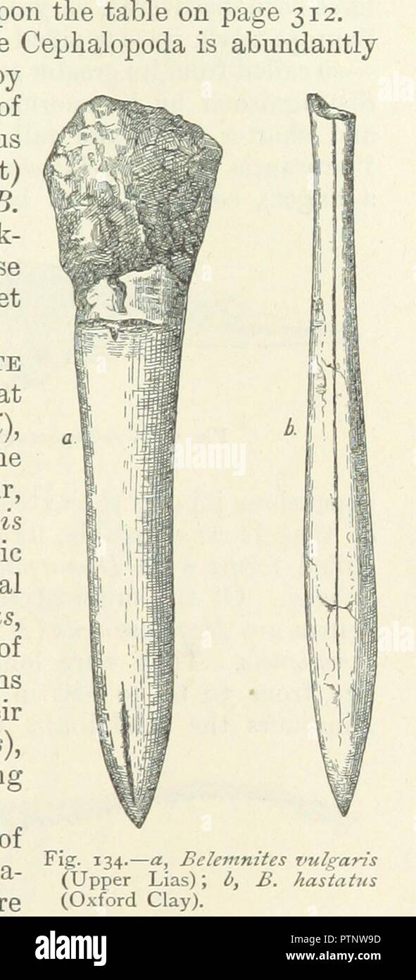 page 343 of 'An Intermediate Text-Book of Geology. By C. Lapworth ...