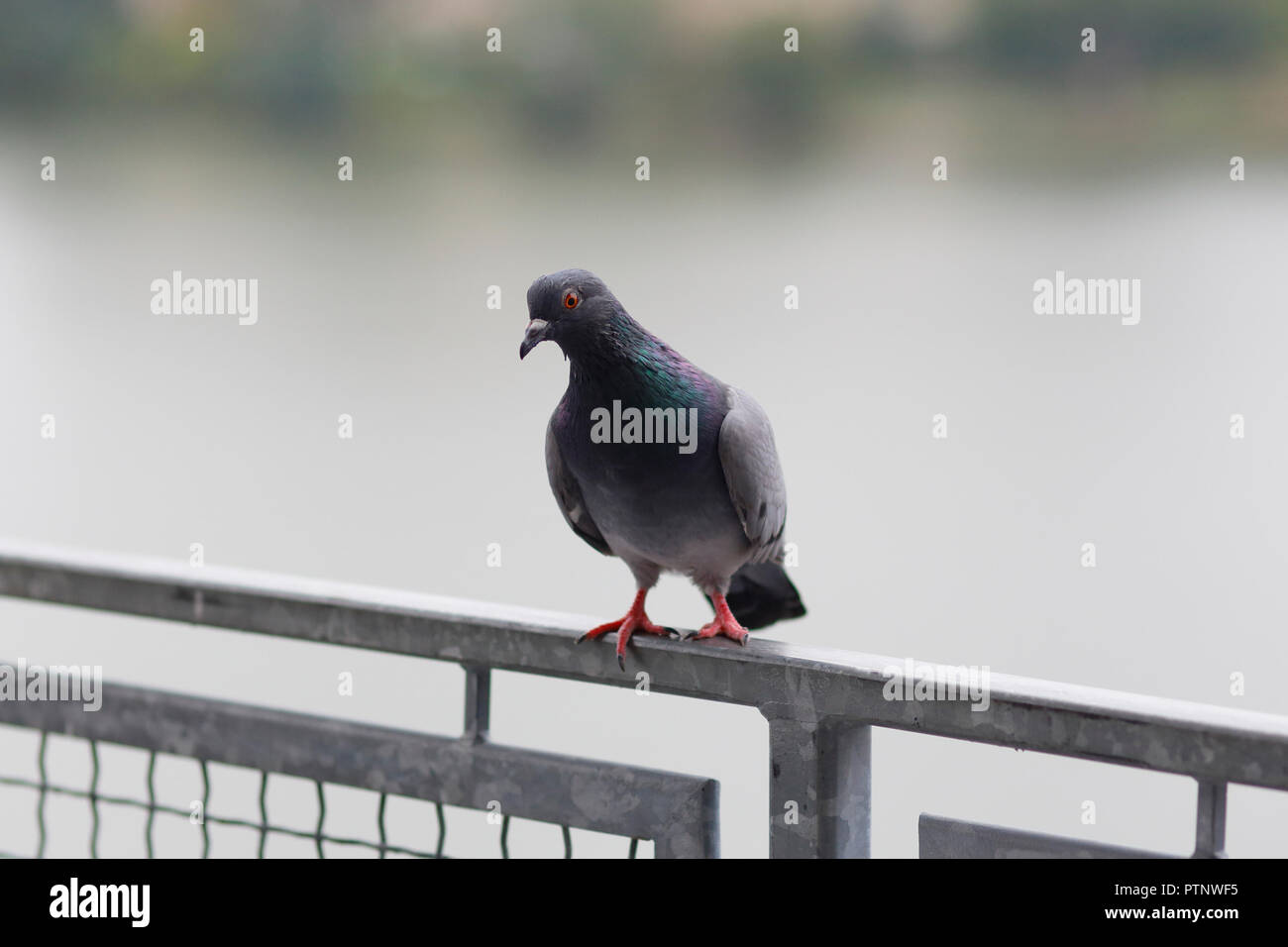 Pigeon Toed Japanese
