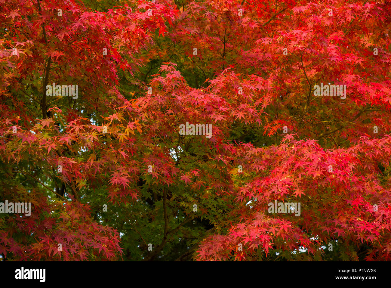 Momiji tree and its colorful leaves during autumn in Japan Stock Photo - Alamy