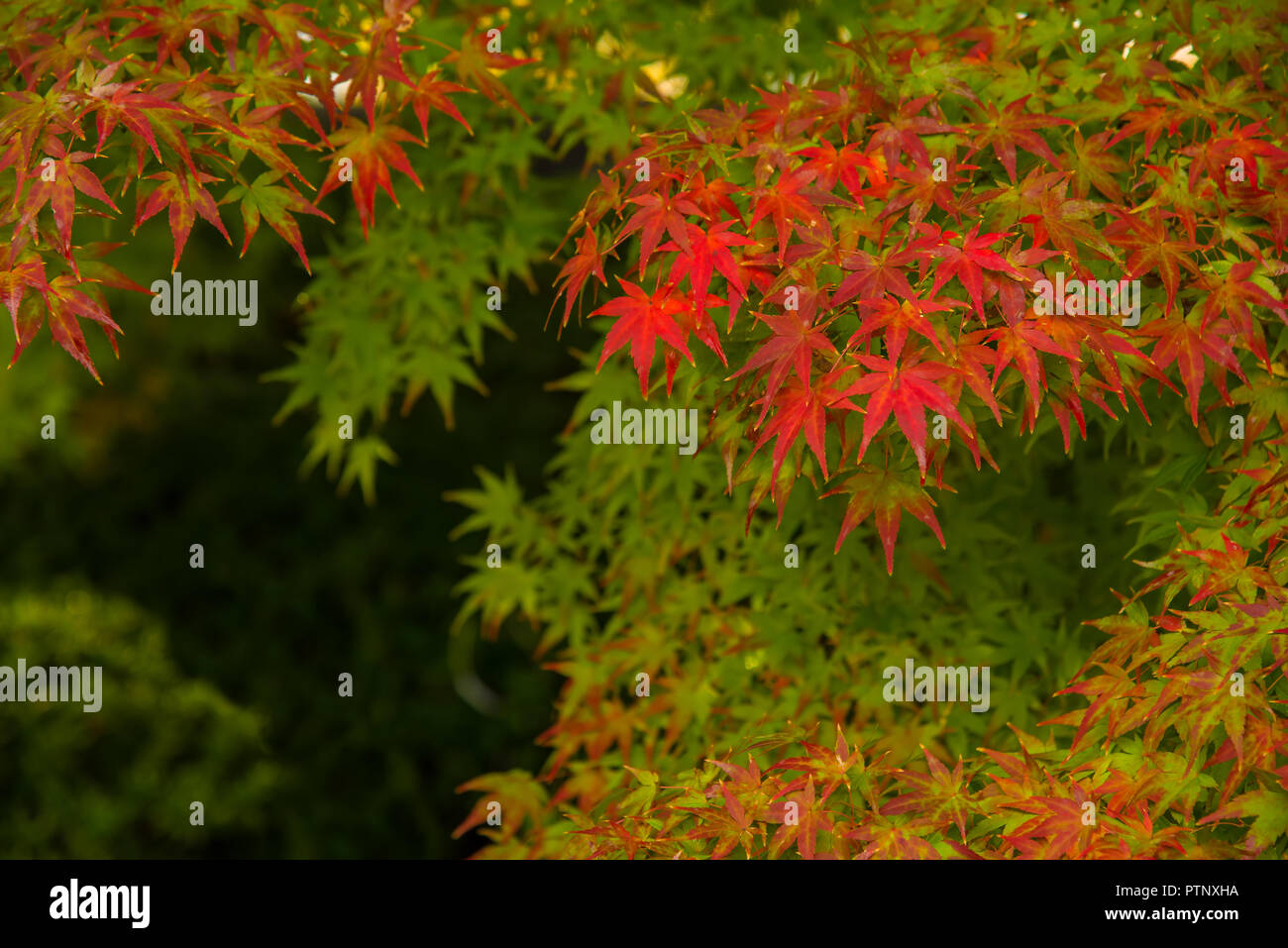 Momiji tree and its leaves start changing color during autumn in Japan ...