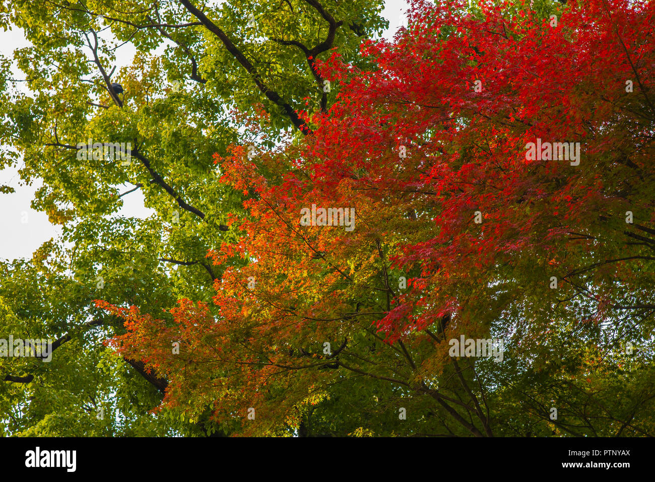 Momiji tree and its colorful leaves during autumn in Japan Stock Photo ...