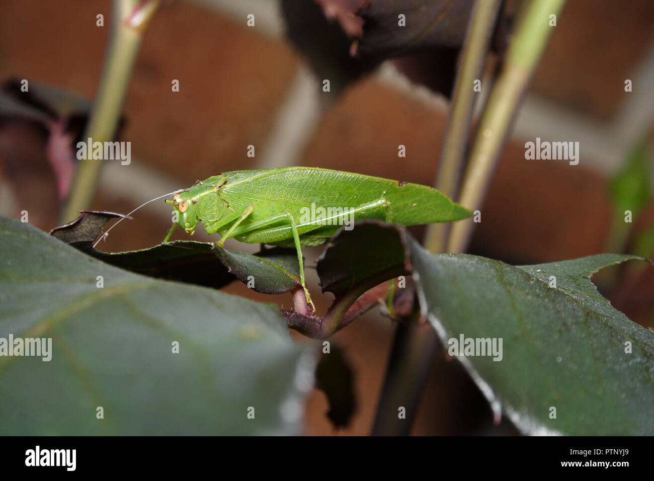 Gum Leaf Katydid, (Torbia viridissima Stock Photo - Alamy