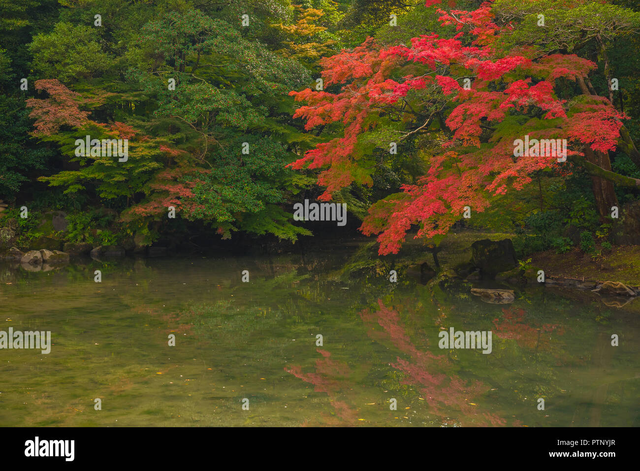 Momiji tree and its colorful leaves during autumn in Japan Stock Photo ...