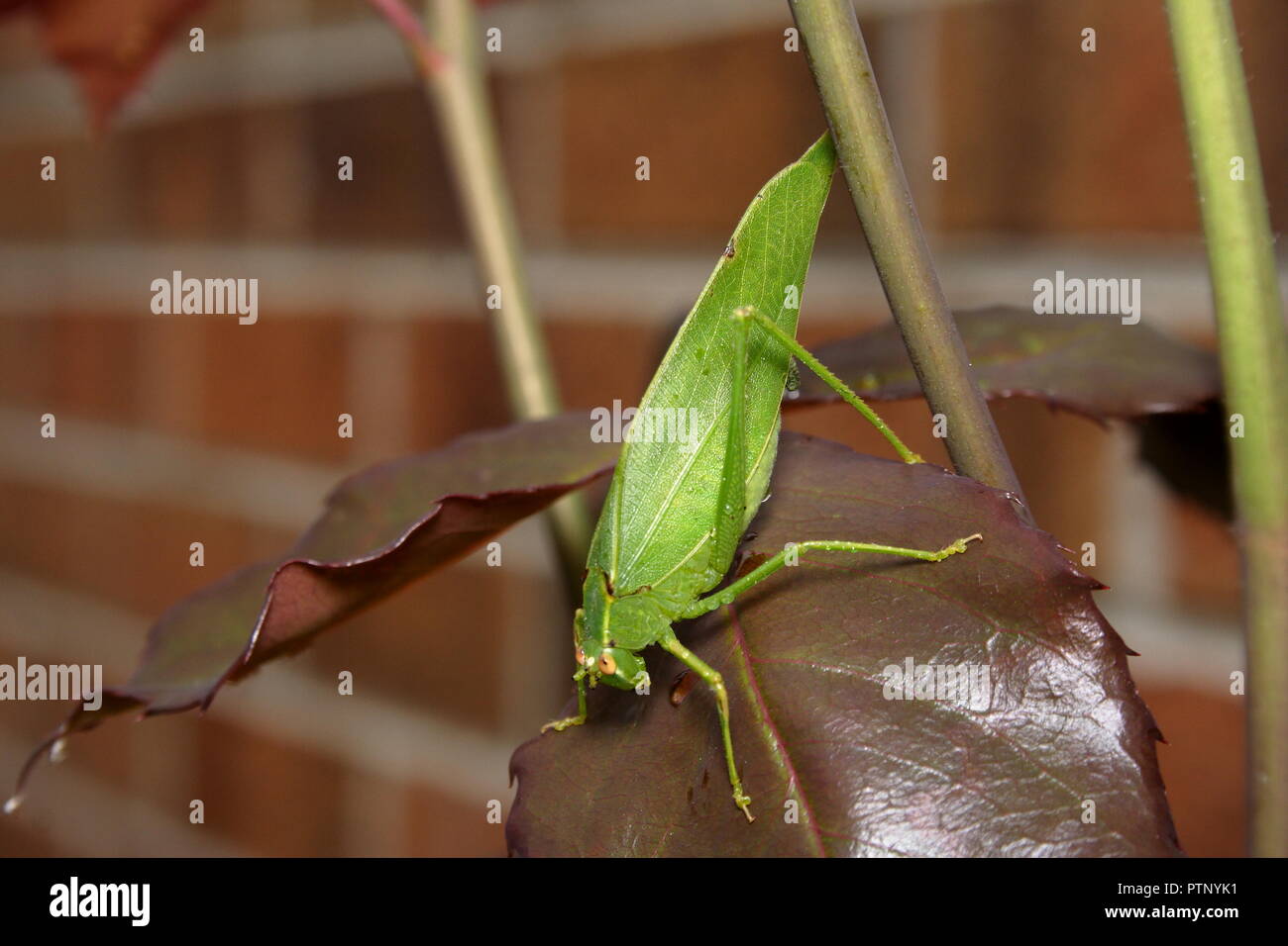 Gum Leaf Katydid, (Torbia viridissima Stock Photo - Alamy