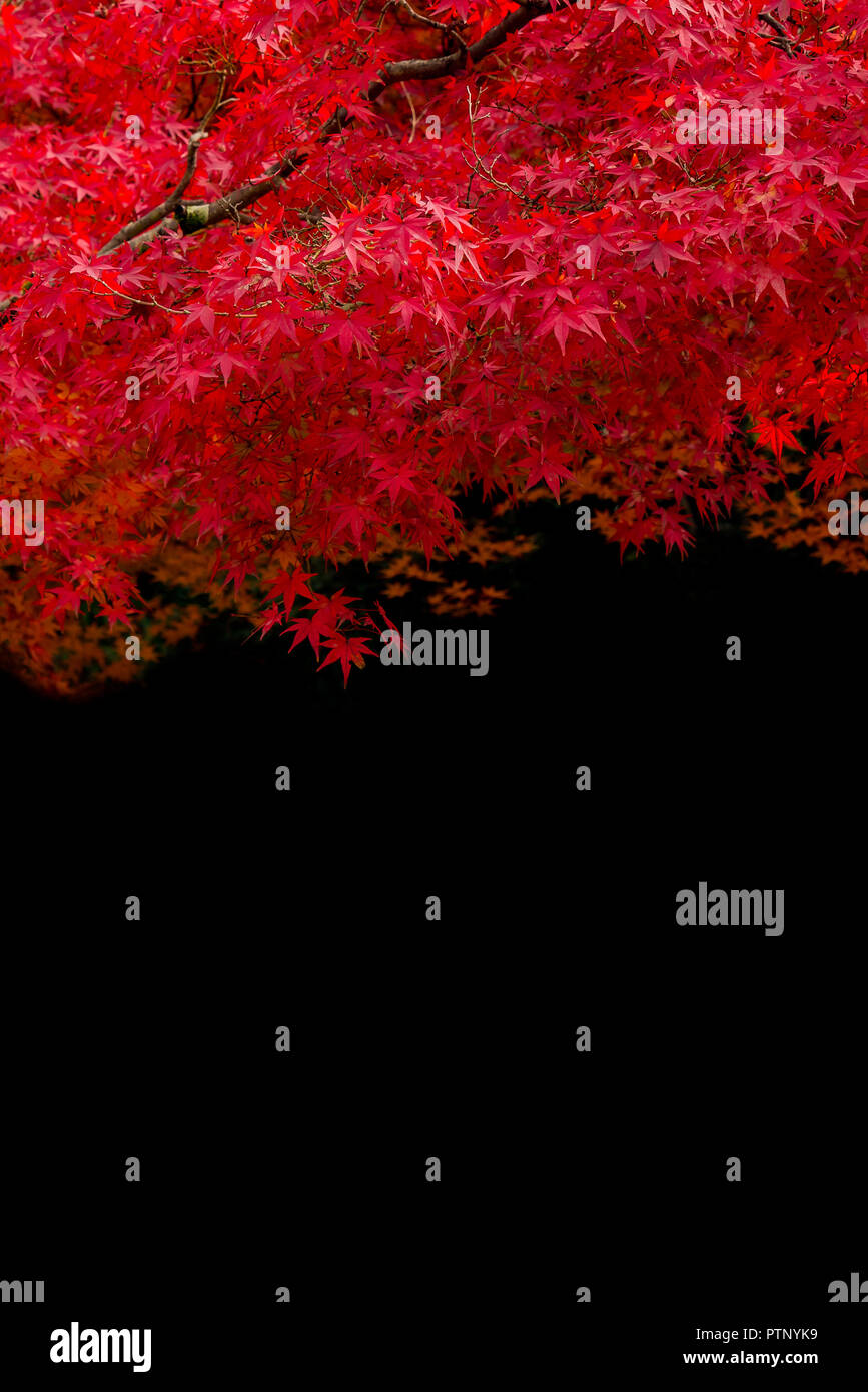 Momiji tree and its colorful leaves during autumn in Japan isolated on ...