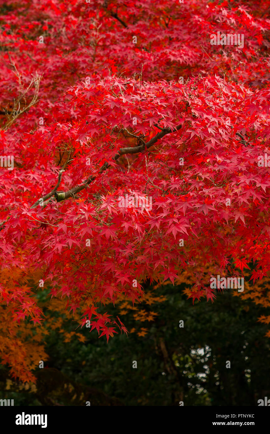 Momiji tree and its colorful leaves during autumn in Japan Stock Photo ...
