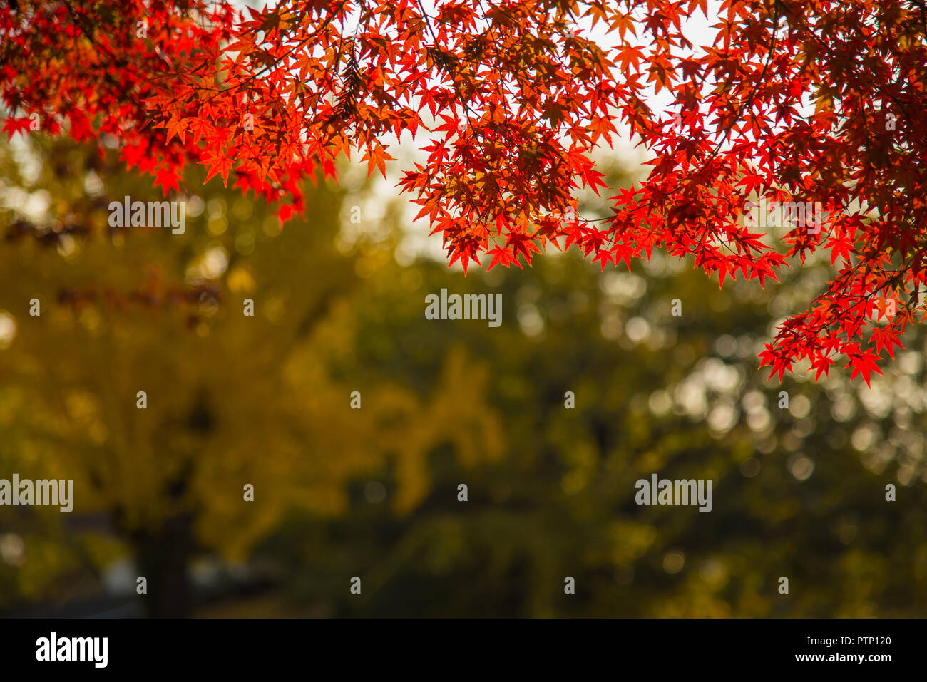 Momiji tree and its colorful leaves during autumn in Japan Stock Photo ...