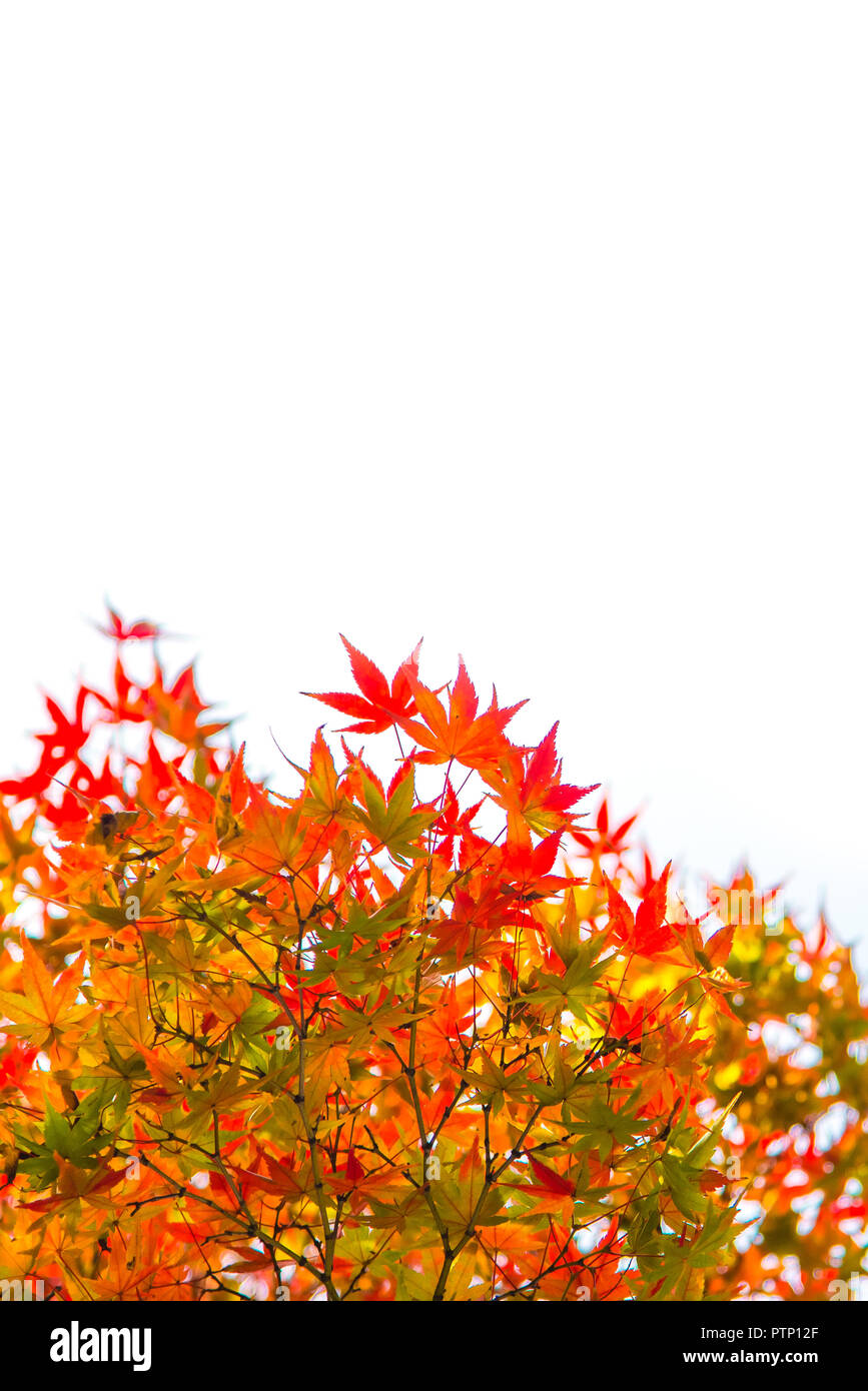 Momiji tree and its colorful leaves during autumn in Japan isolated on ...