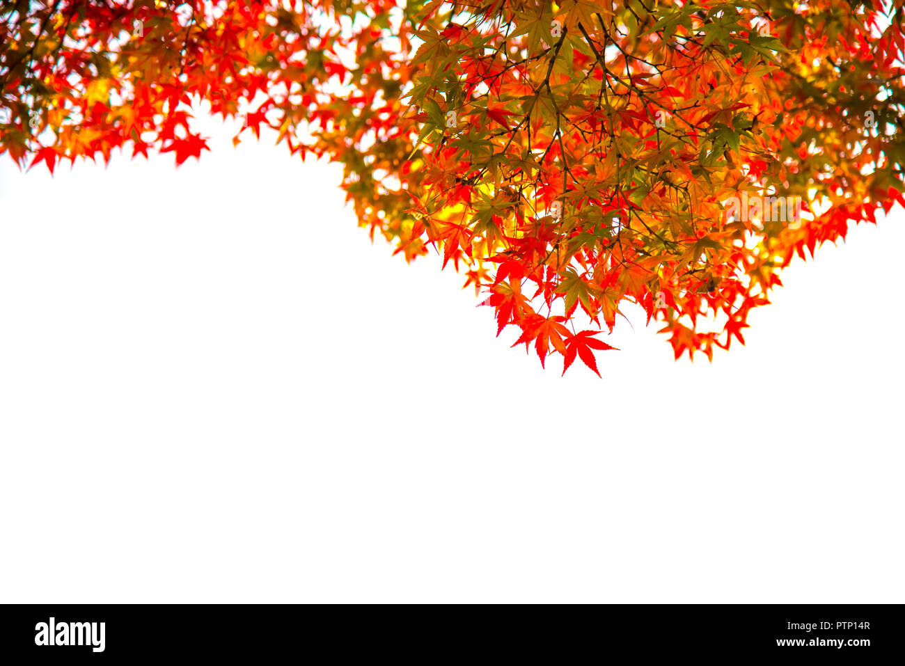 Momiji tree and its colorful leaves during autumn in Japan isolated on ...