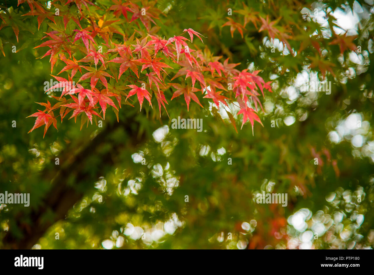 Close-up of momiji tree and its colorful leaves during autumn in Japan Stock Photo - Alamy