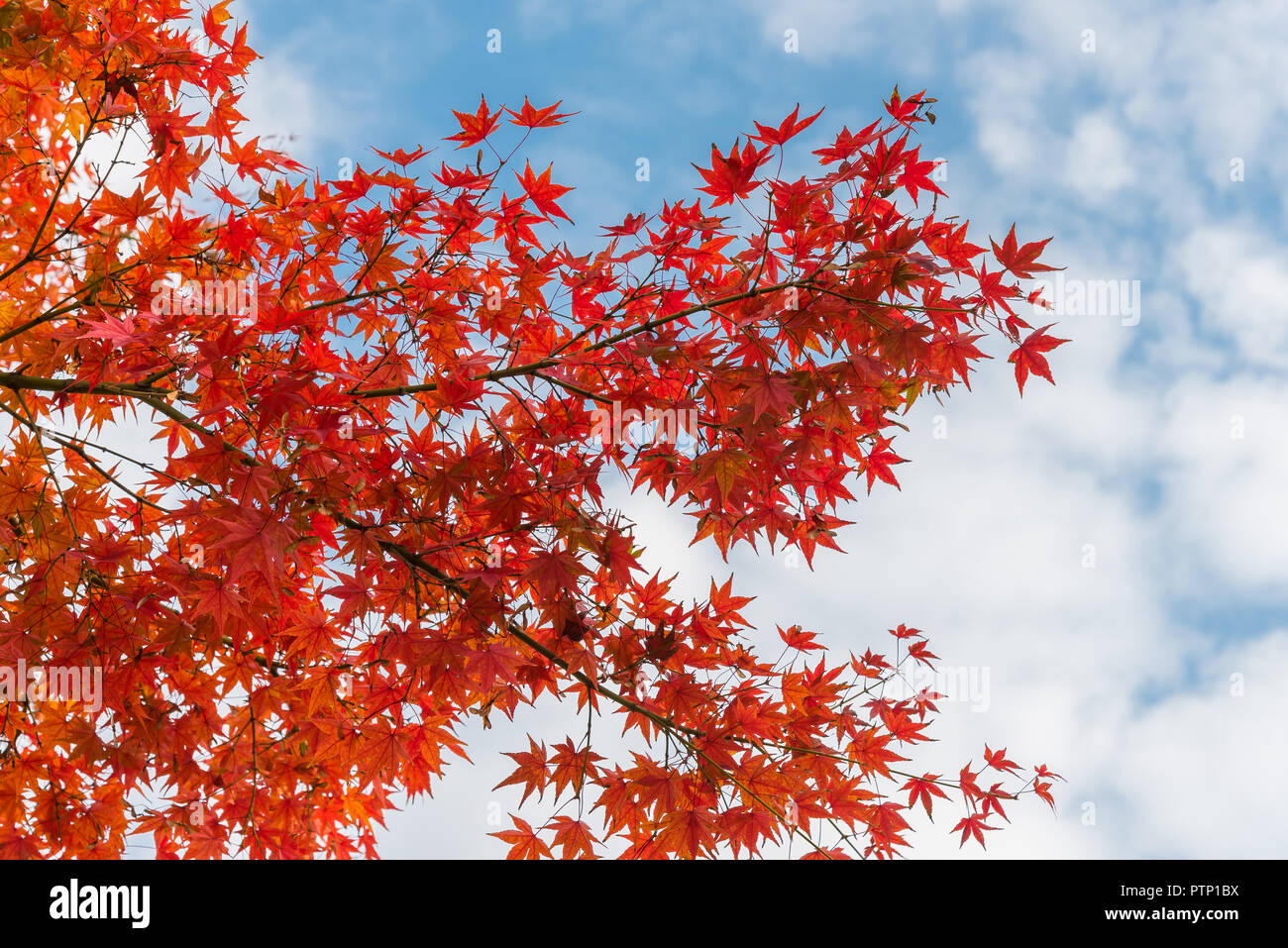 Momiji tree and its colorful leaves during autumn in Japan Stock Photo ...