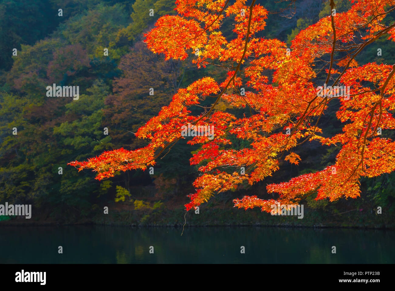 Momiji tree and its colorful leaves during autumn in Japan Stock Photo ...