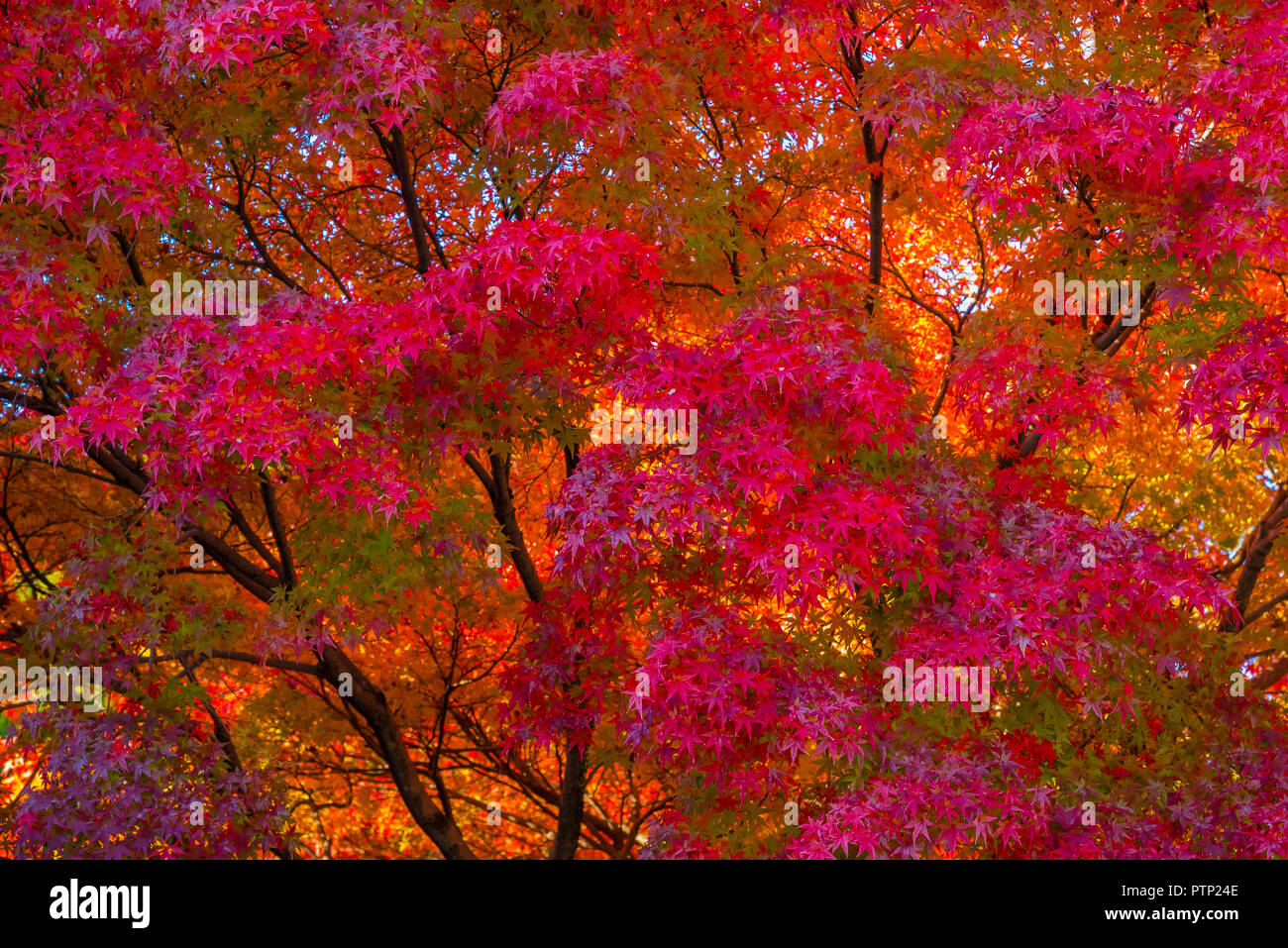Momiji tree and its colorful leaves during autumn in Japan Stock Photo - Alamy