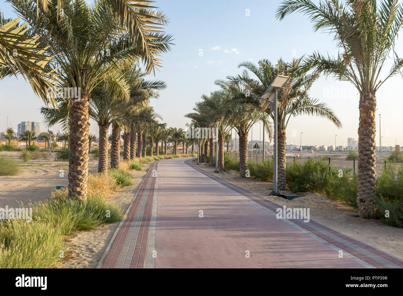 Running track lined with palm trees in Jumeirah Village Circle district ...