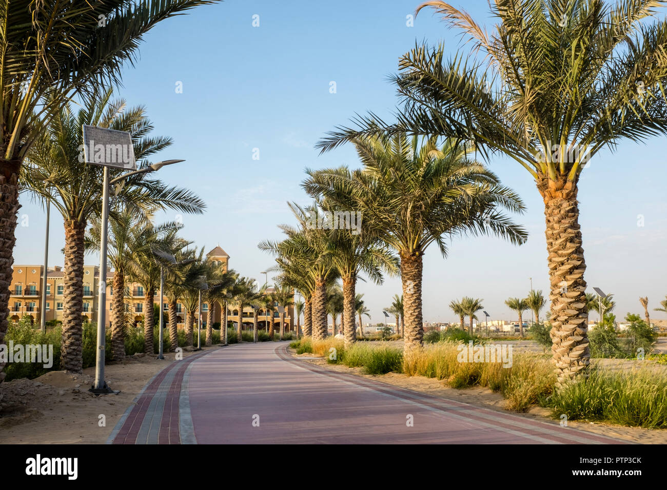 Running track lined with palm trees in Jumeirah Village Circle district ...