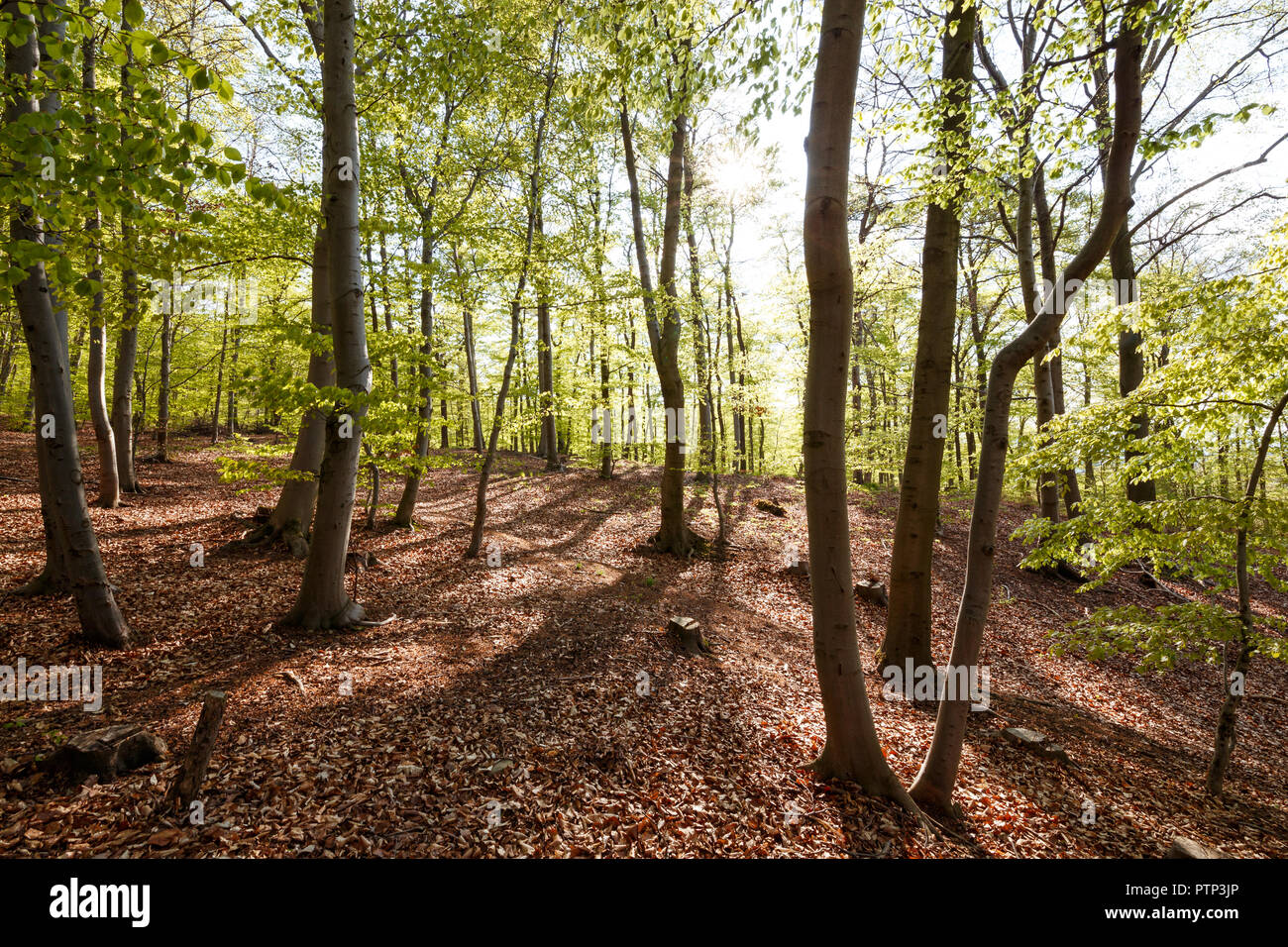 Sunlight in the deciduous forest, spring Stock Photo - Alamy