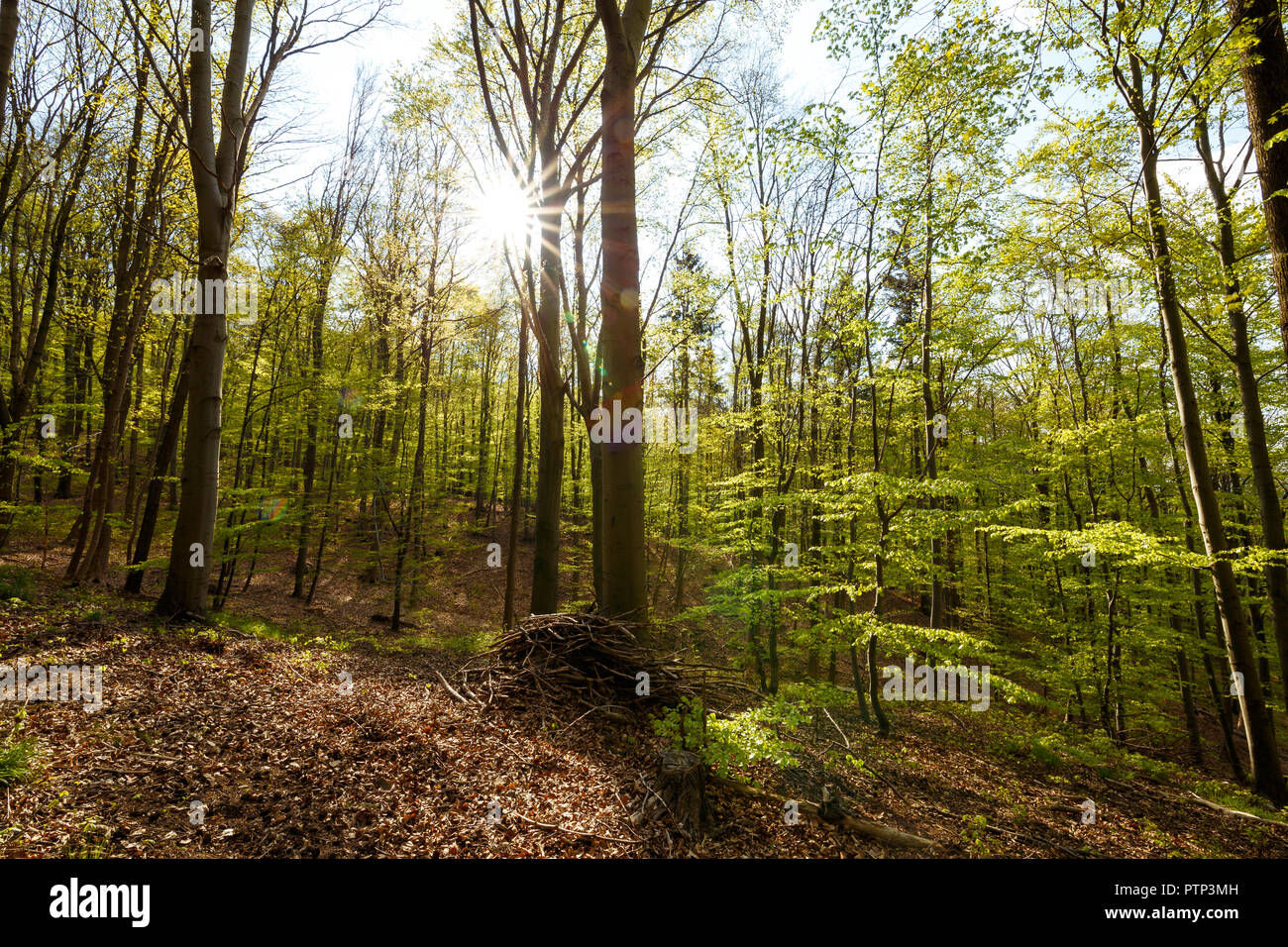 Spring awakening hi-res stock photography and images - Alamy
