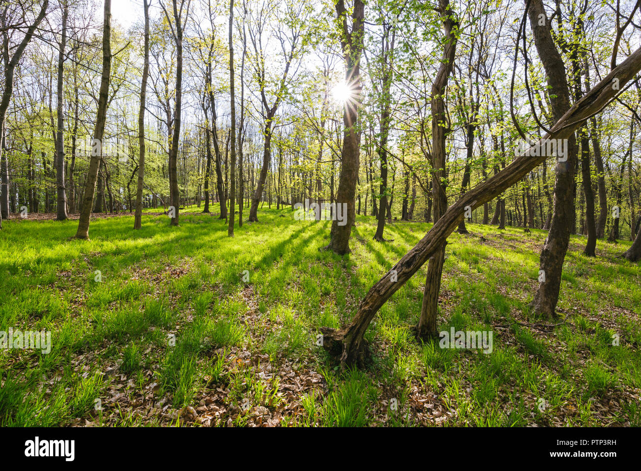 Deciduous forest with sun in spring hi-res stock photography and images ...