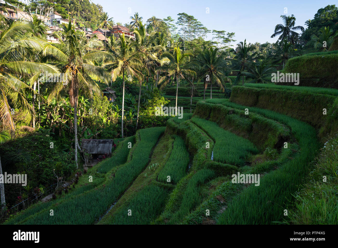 Balinese Rice Terraces in Ubud, sunrise in the early morning over the ...