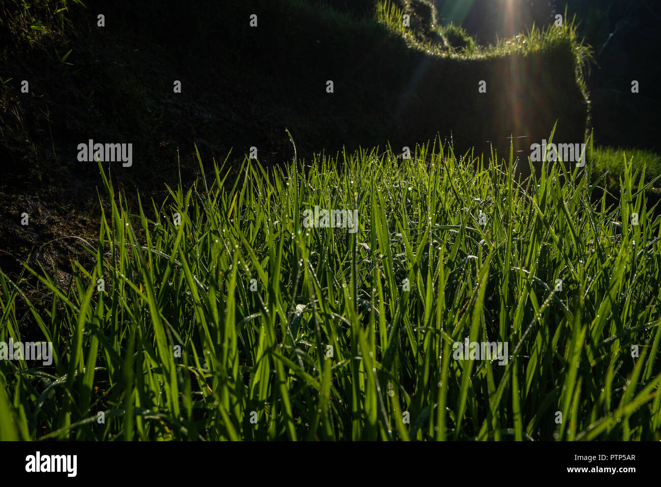 Balinese Rice Terraces in Ubud, sunrise in the early morning over the ...