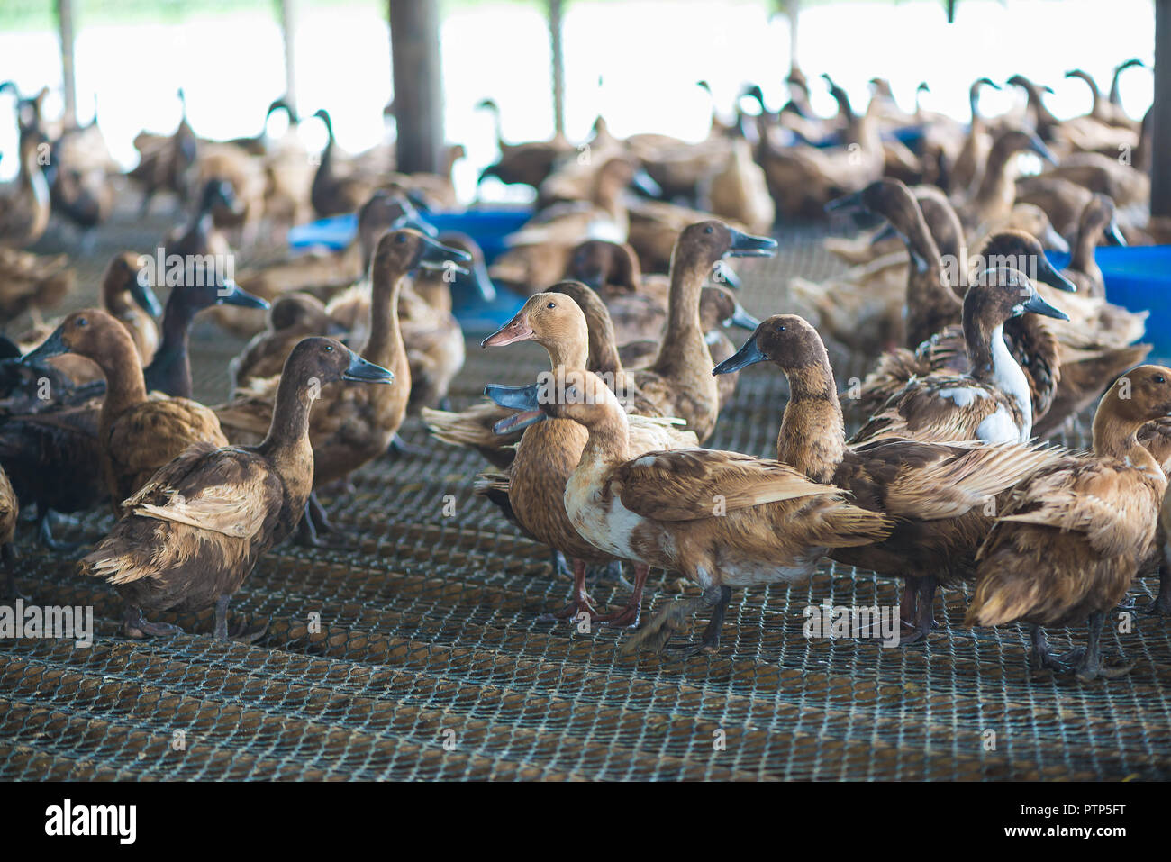 Group of ducks in farm, traditional farming in Thailand, animal farm ...