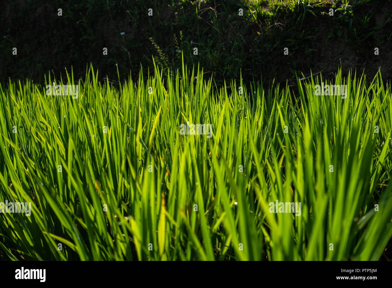 Balinese Rice Terraces in Ubud, sunrise in the early morning over the ...