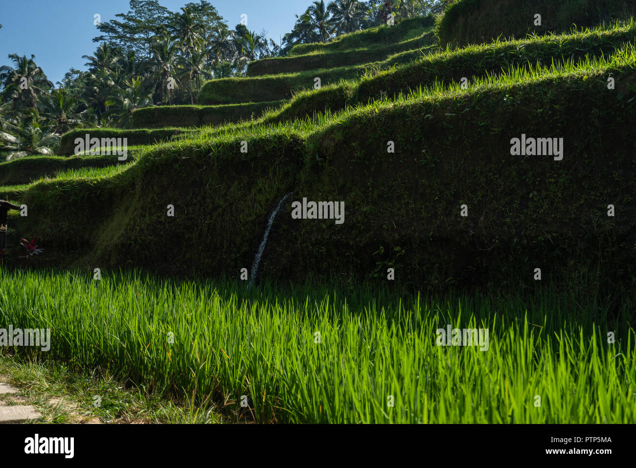 Balinese Rice Terraces in Ubud, sunrise in the early morning over the ...