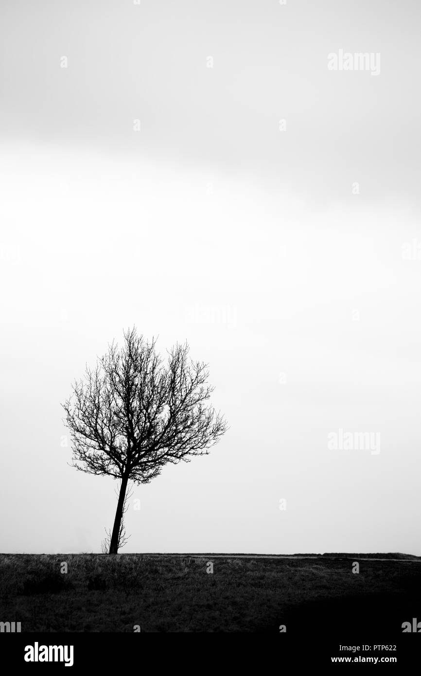Black And White Lonely Tree