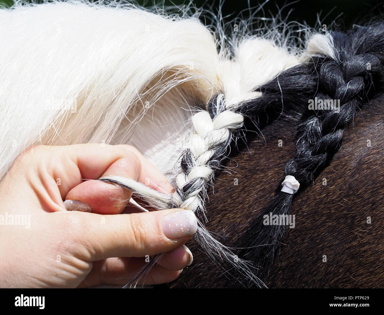 A close up a a girl plaiting a horses mane ready for the show ring ...