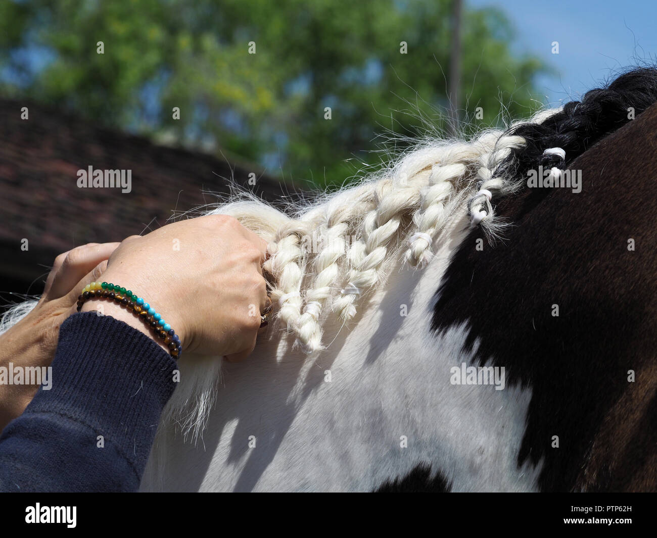Plaiting horse hi-res stock photography and images - Alamy
