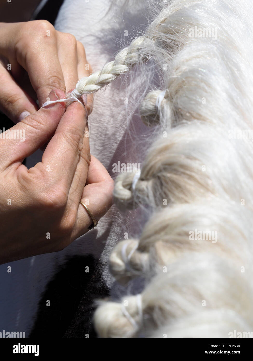 Plaiting horse hi-res stock photography and images - Alamy