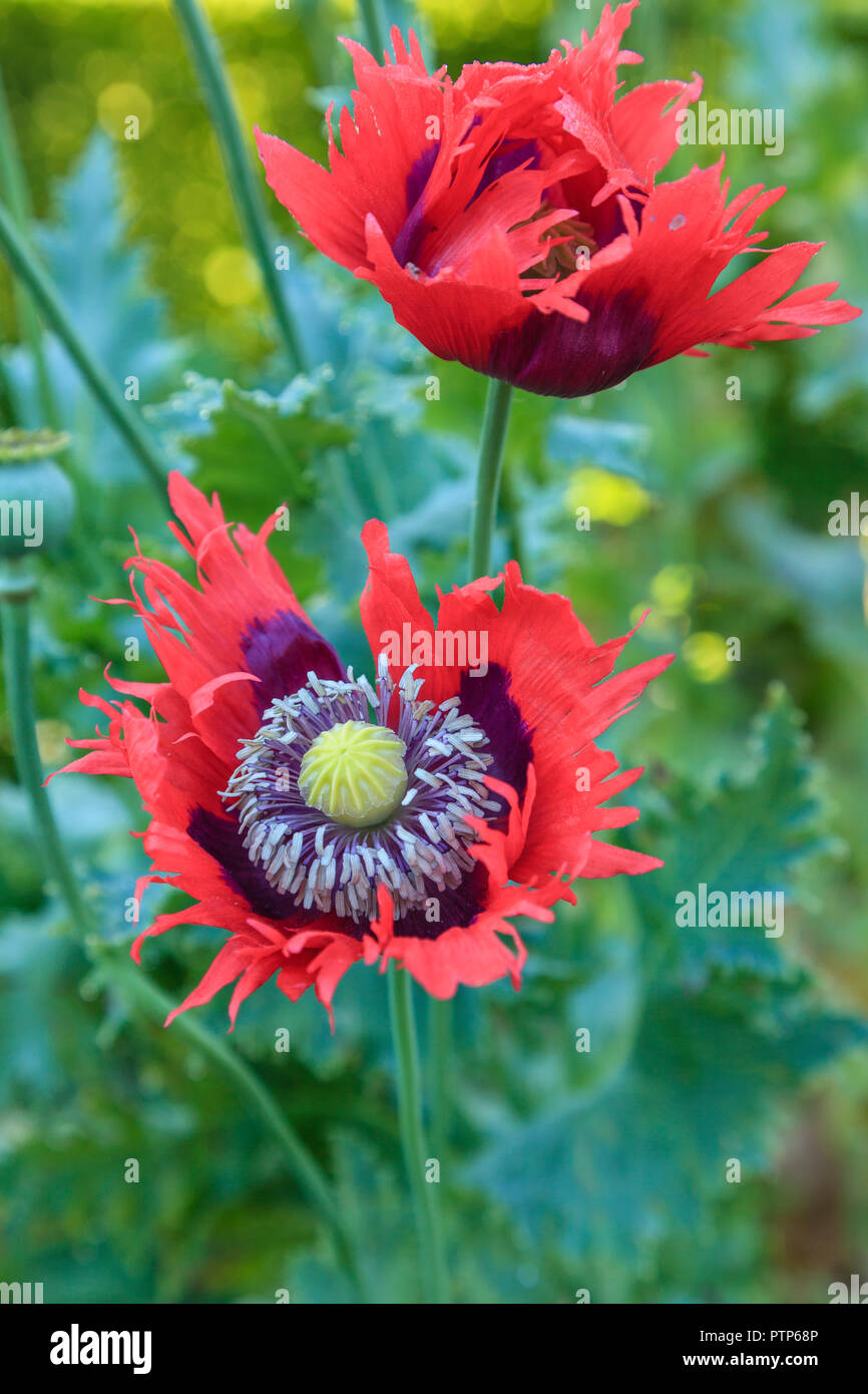 Opium poppy, Papaver somniferum Stock Photo - Alamy