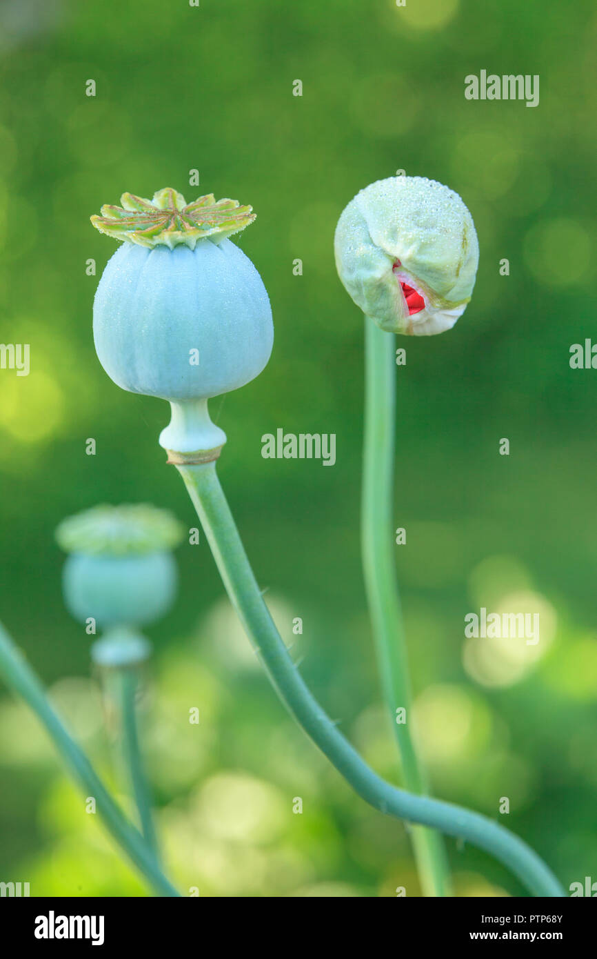 Somniferum capsule hi-res stock photography and images - Alamy