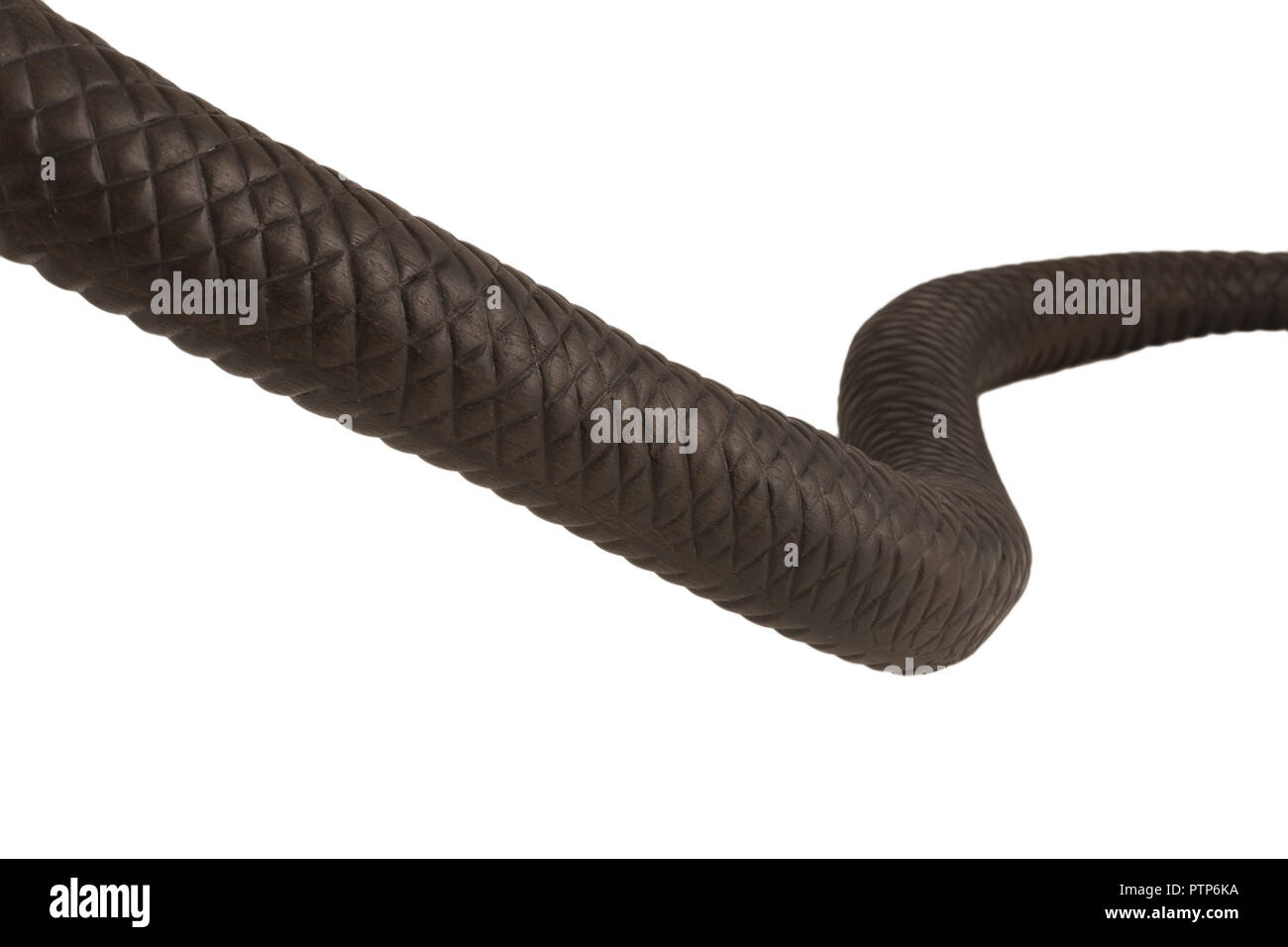 Creeping wooden snake isolated on a white background Stock Photo - Alamy