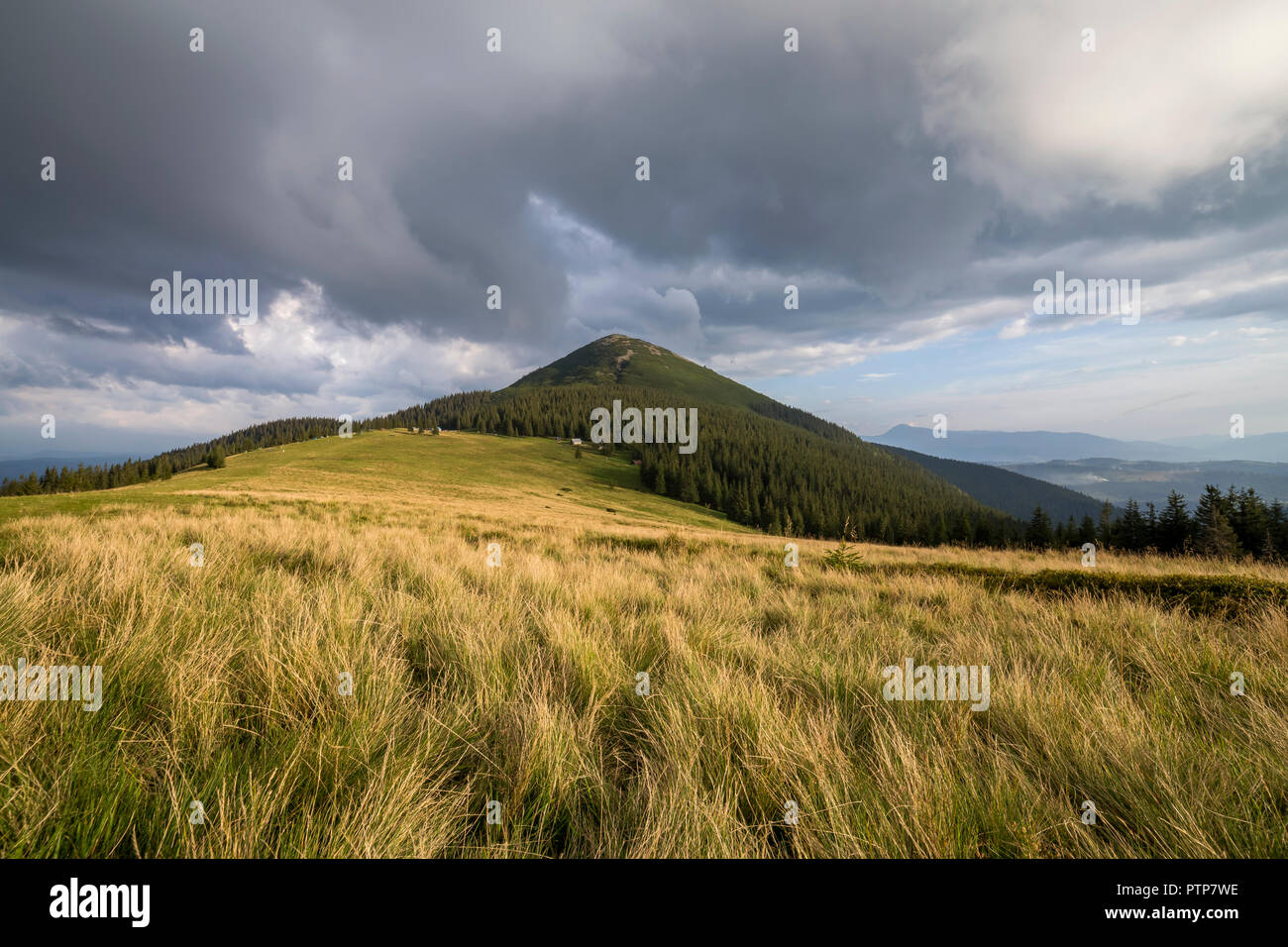 Panoramic view of green grassy valley, pine trees and rural small ...