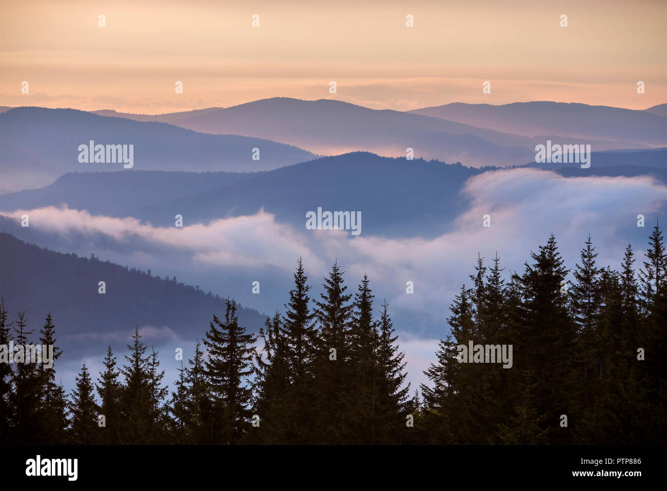 Dark green pine tree tops on misty blue background of wavy mountains ...