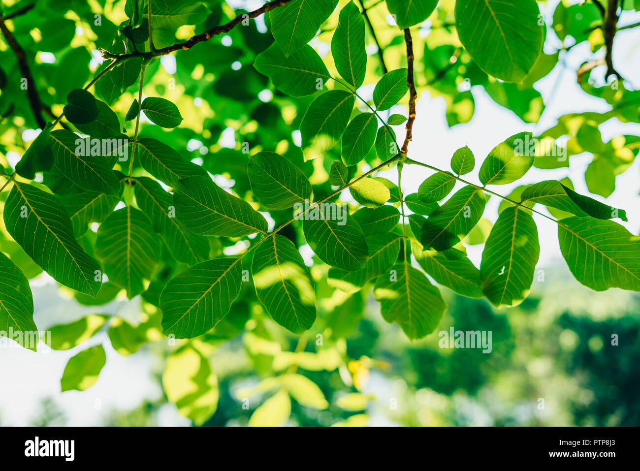 When trees come back to life in summer hi-res stock photography and ...