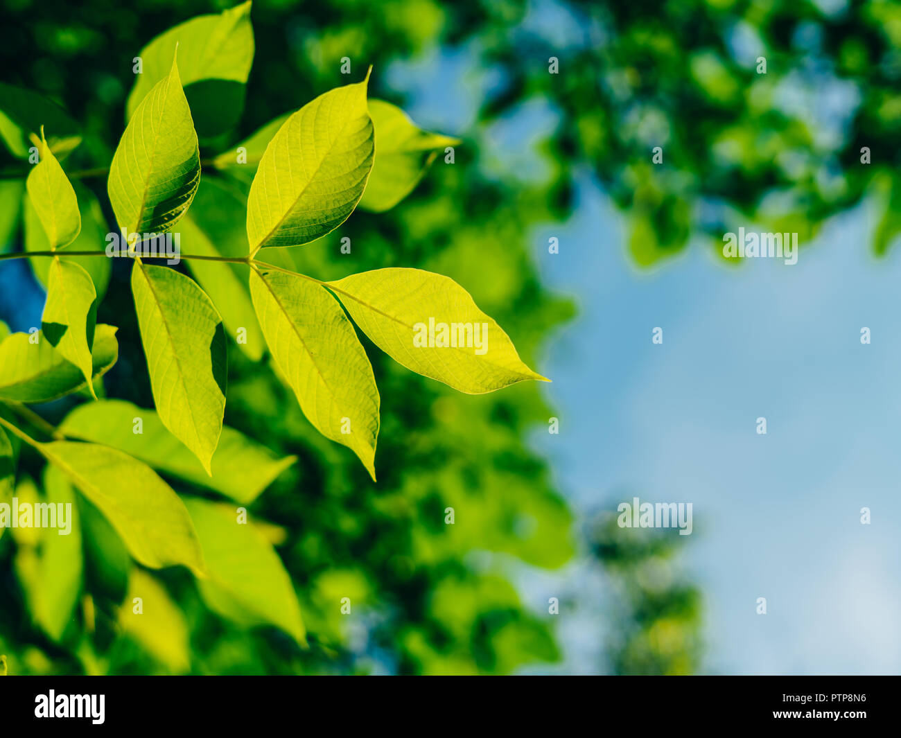 Green tree leaves in hi-res stock photography and images - Alamy