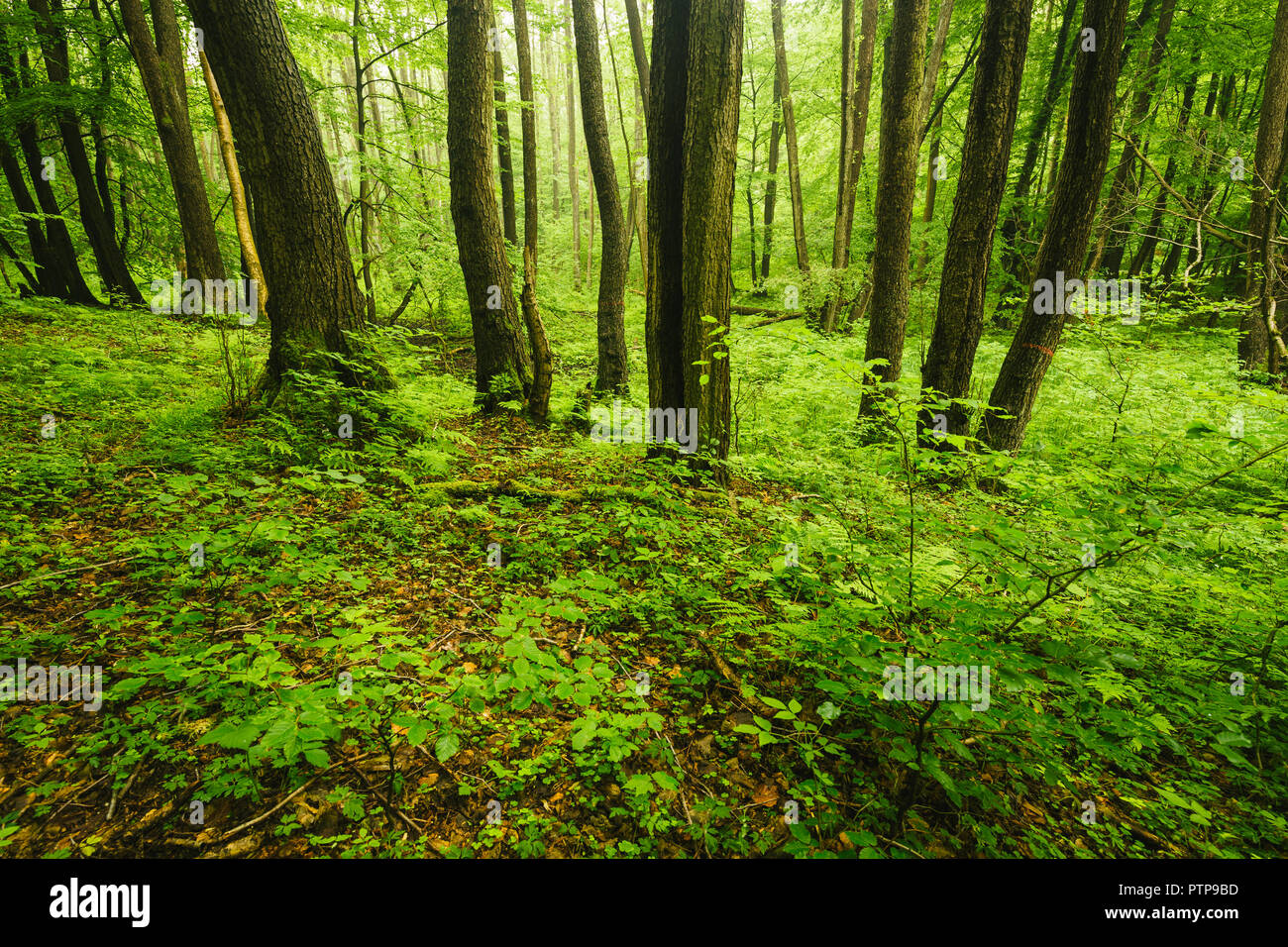 Spring in the beautiful mixed forest Stock Photo - Alamy