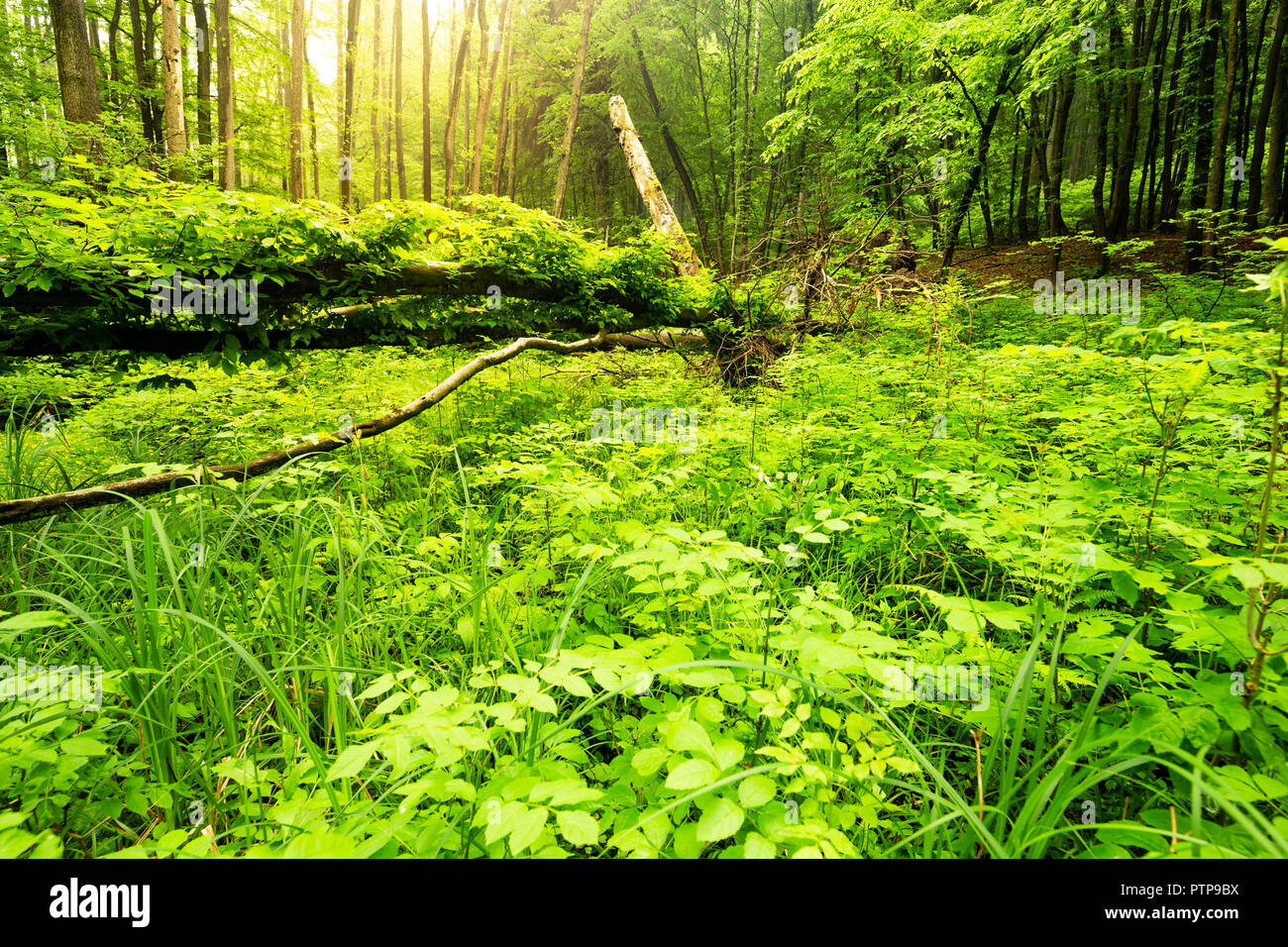 Spring in the beautiful jungle Stock Photo - Alamy