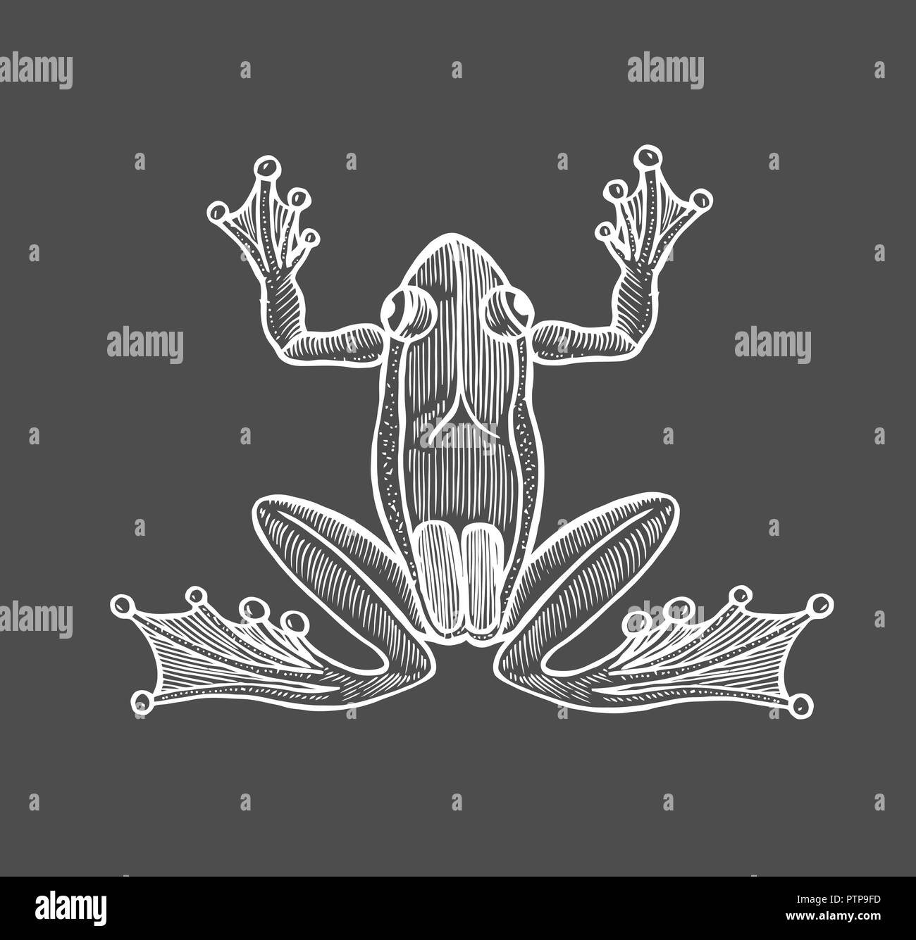 Vector frog in engraving style. Hand drawn illustration on black ...