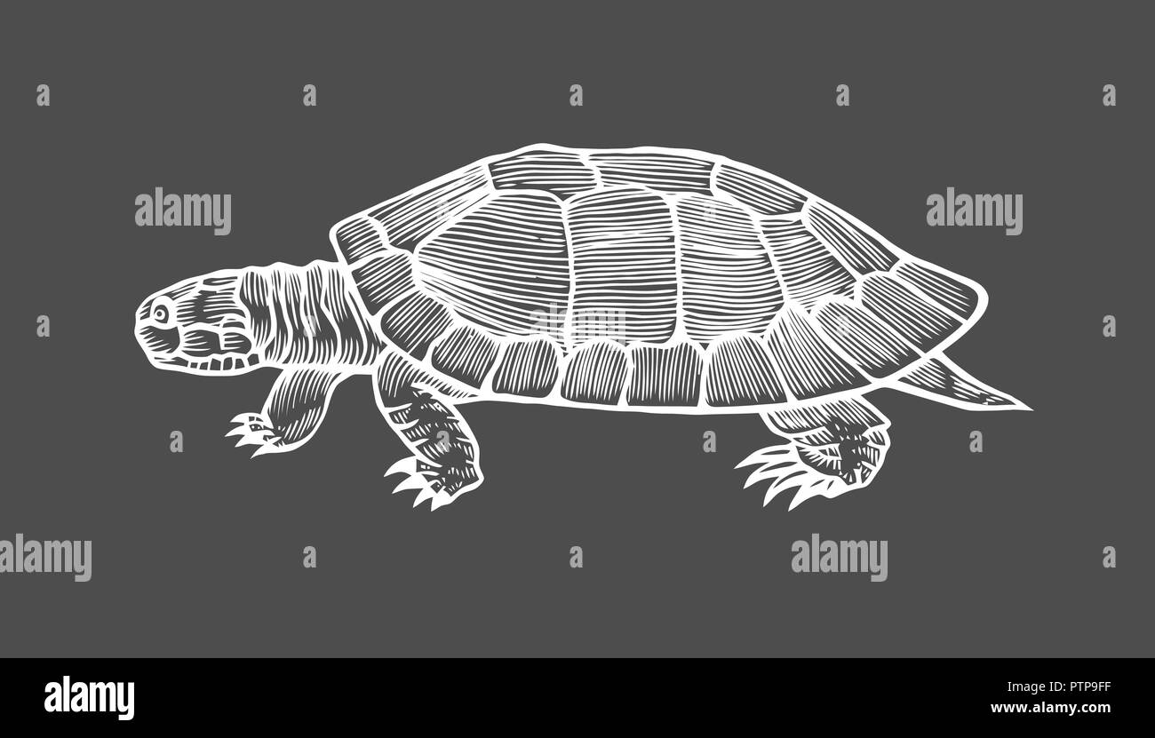 Turtle vector illustration. Scratch board style imitation. Hand drawn ...