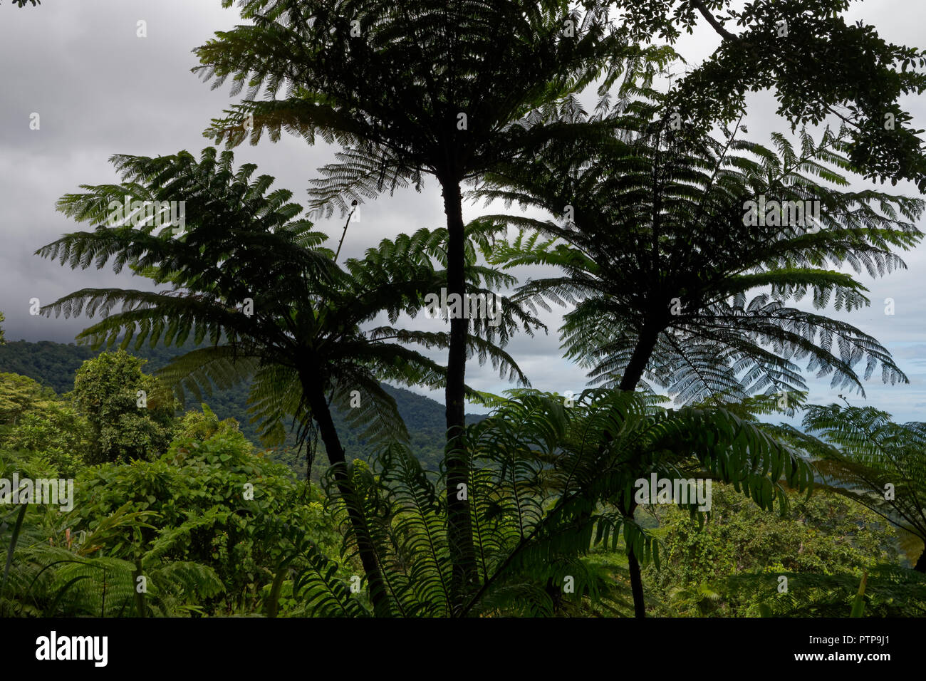 Top view australian rainforest hi-res stock photography and images - Alamy