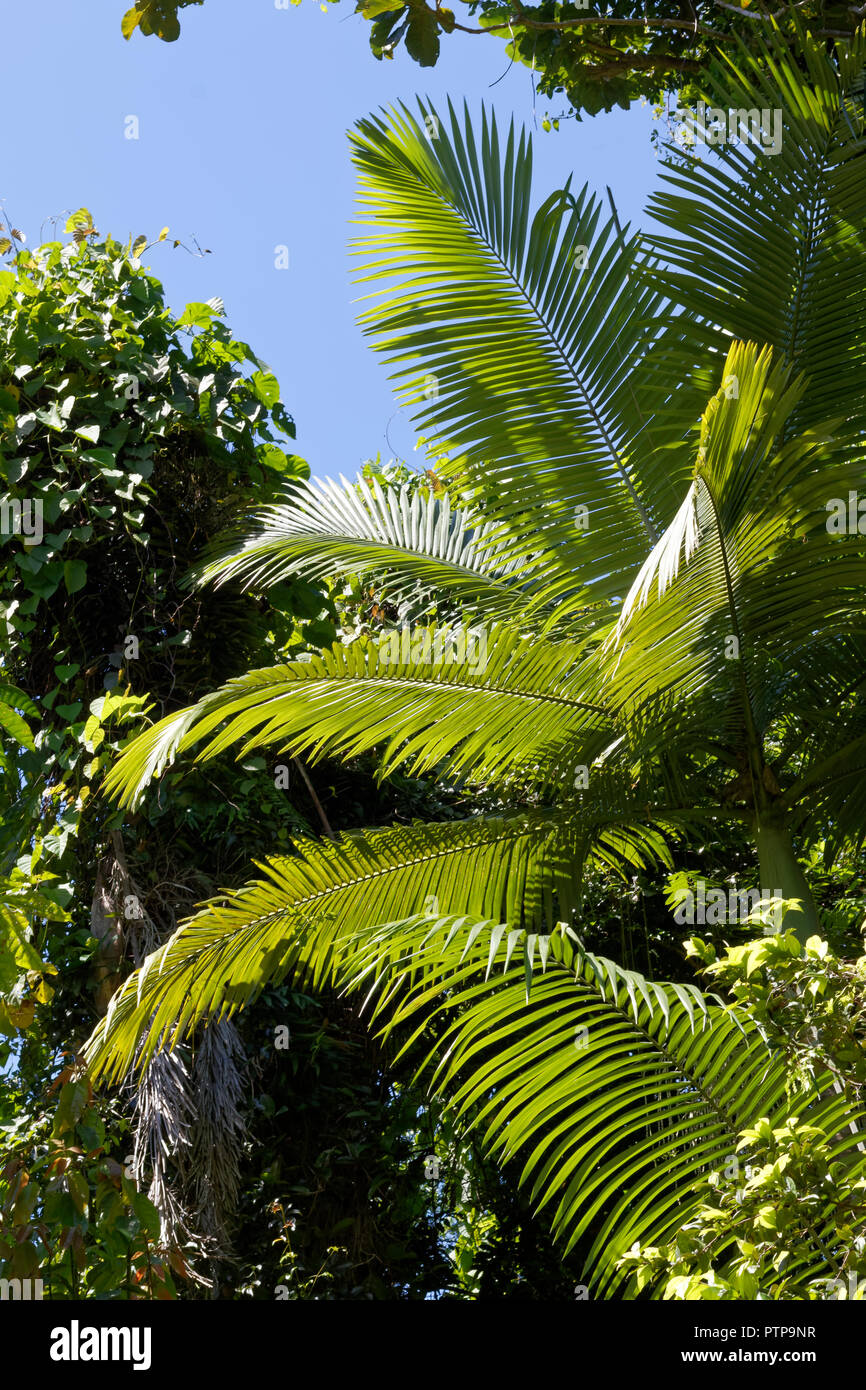 Australian Rainforest 1 Stock Photo - Alamy