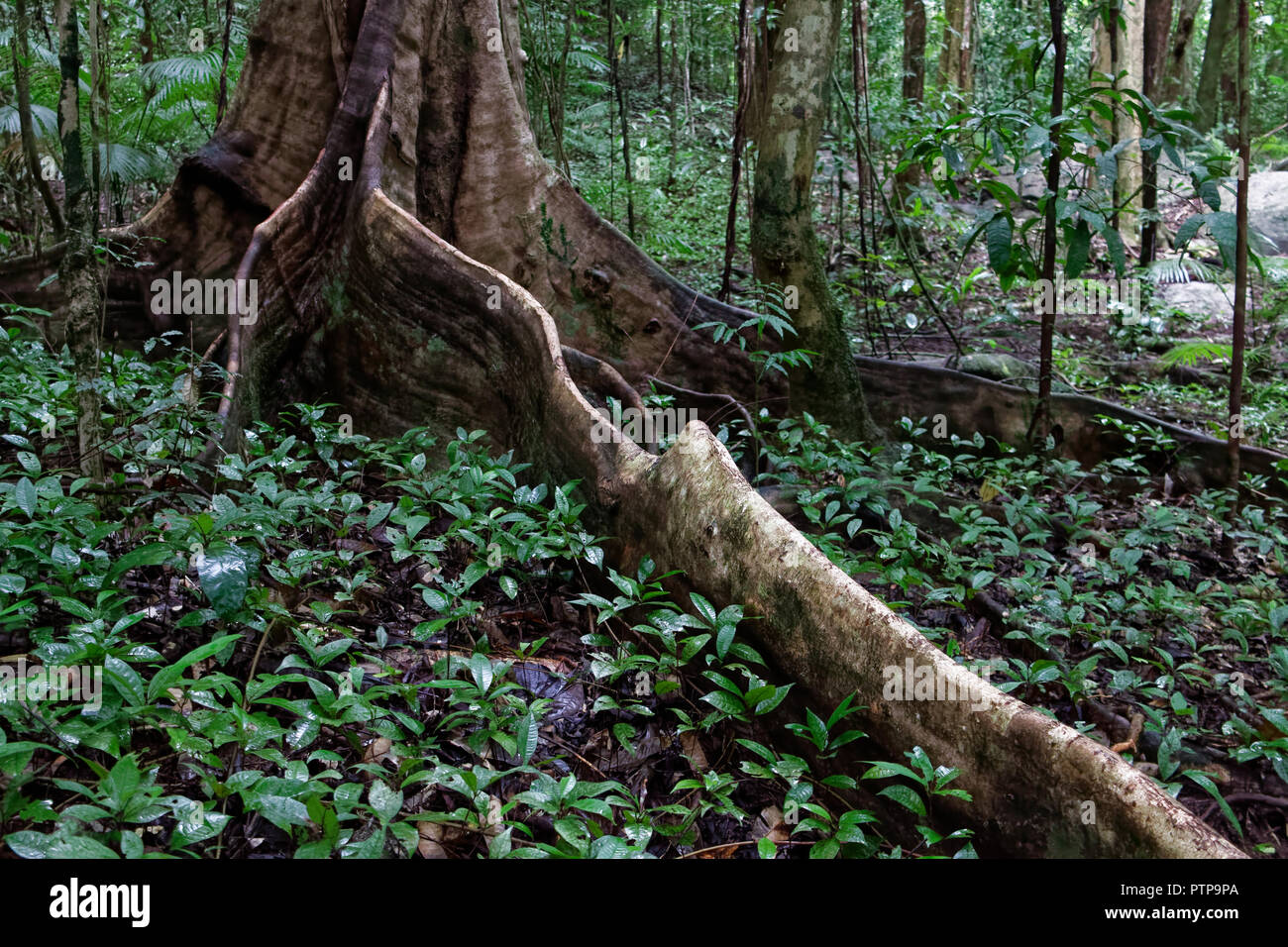 Selva queensland hi-res stock photography and images - Alamy